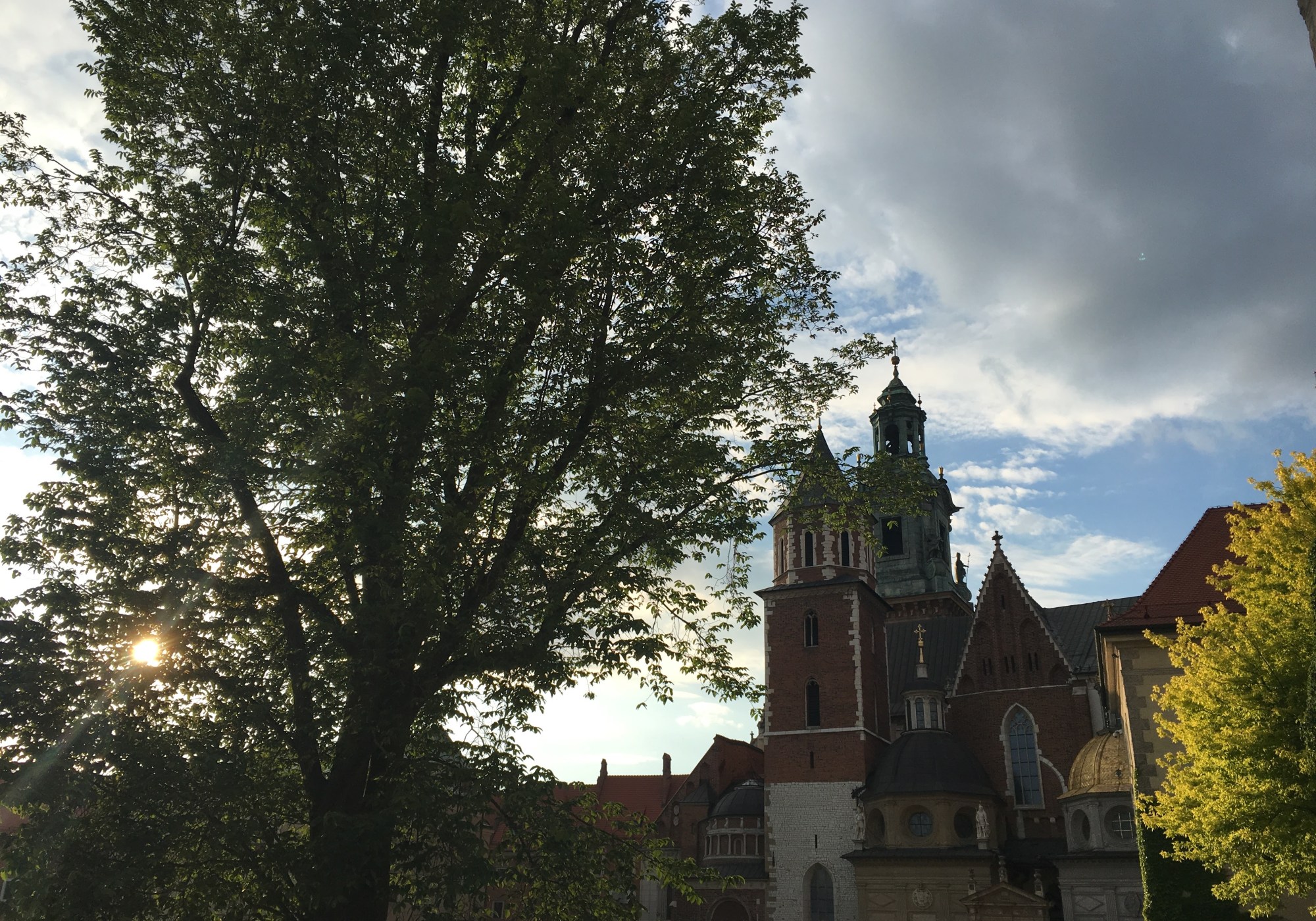 The trees of Kraków | Finding Neuron